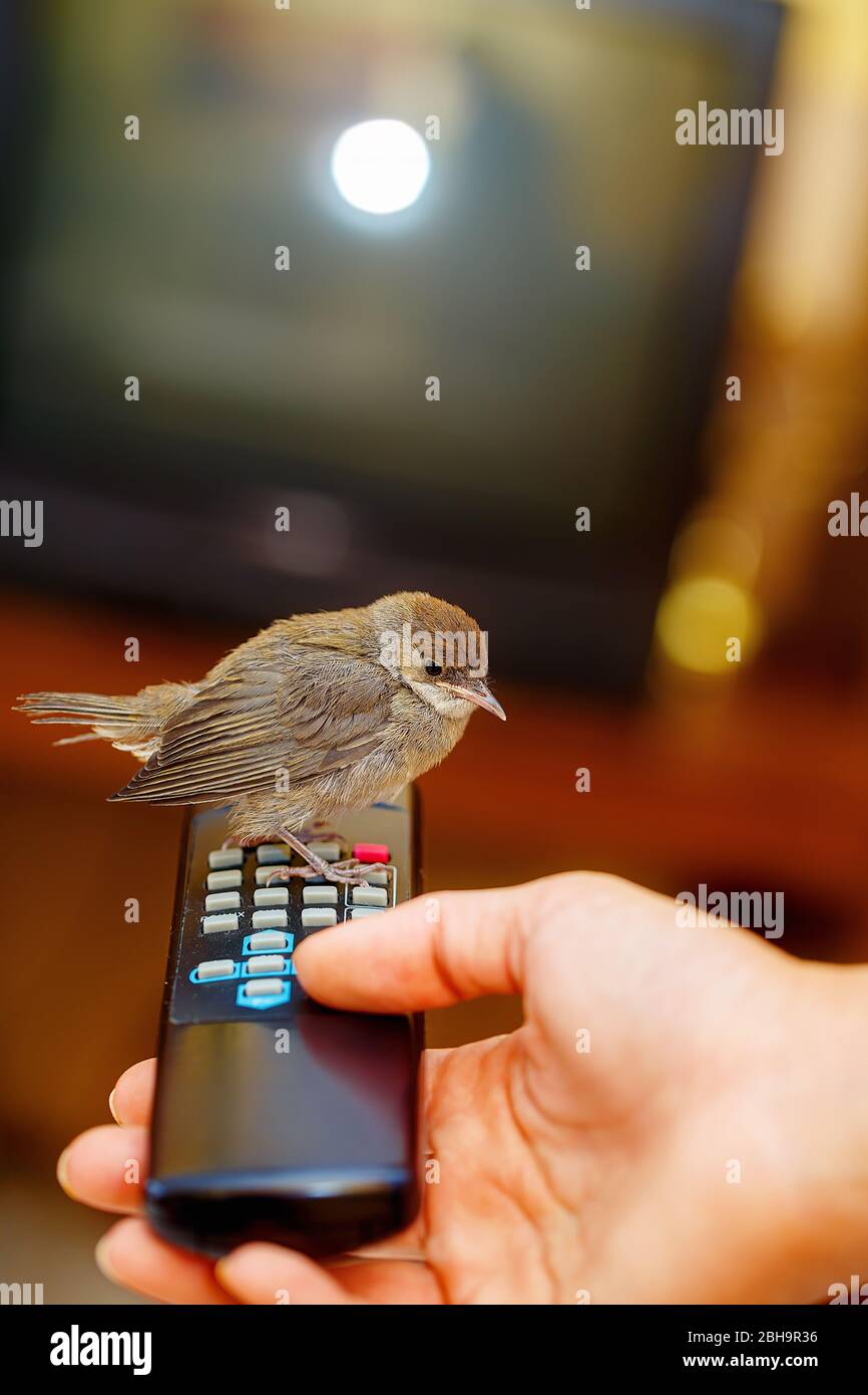 Remote control bird hi-res stock photography and images - Alamy