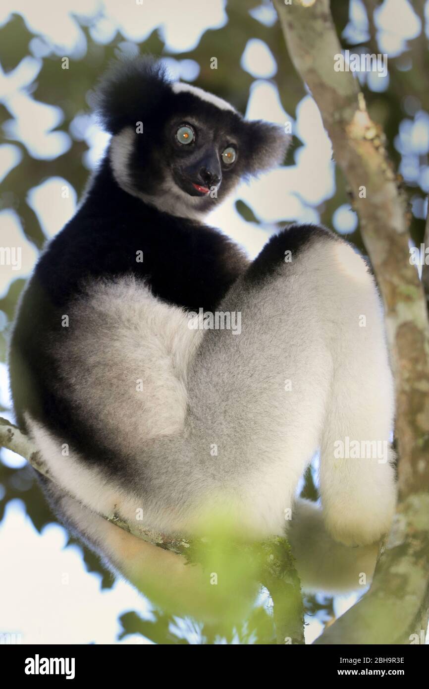 Indri madagascar hi-res stock photography and images - Alamy