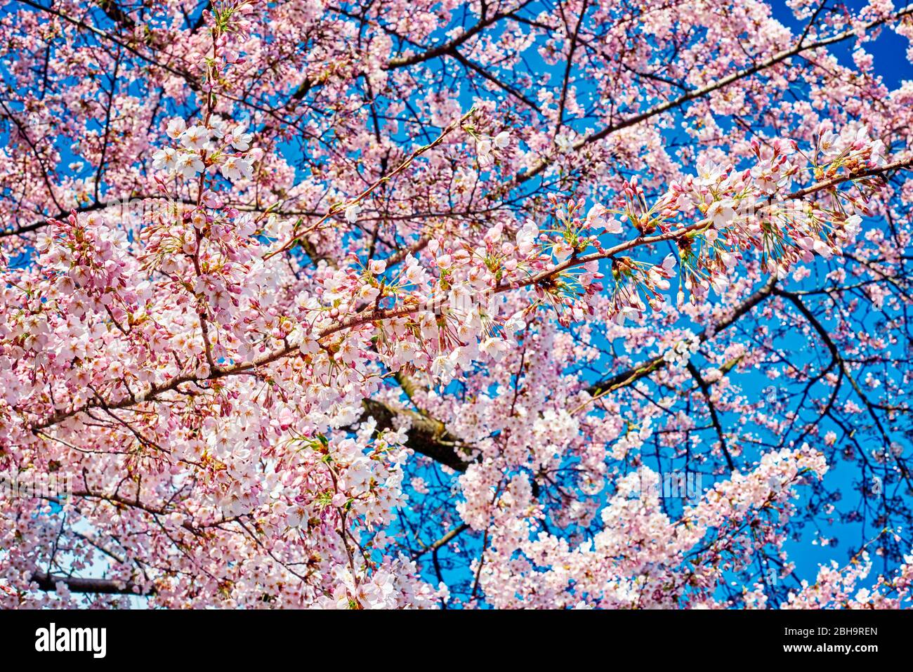 Cherry plum tree blossoming in hi-res stock photography and images - Alamy