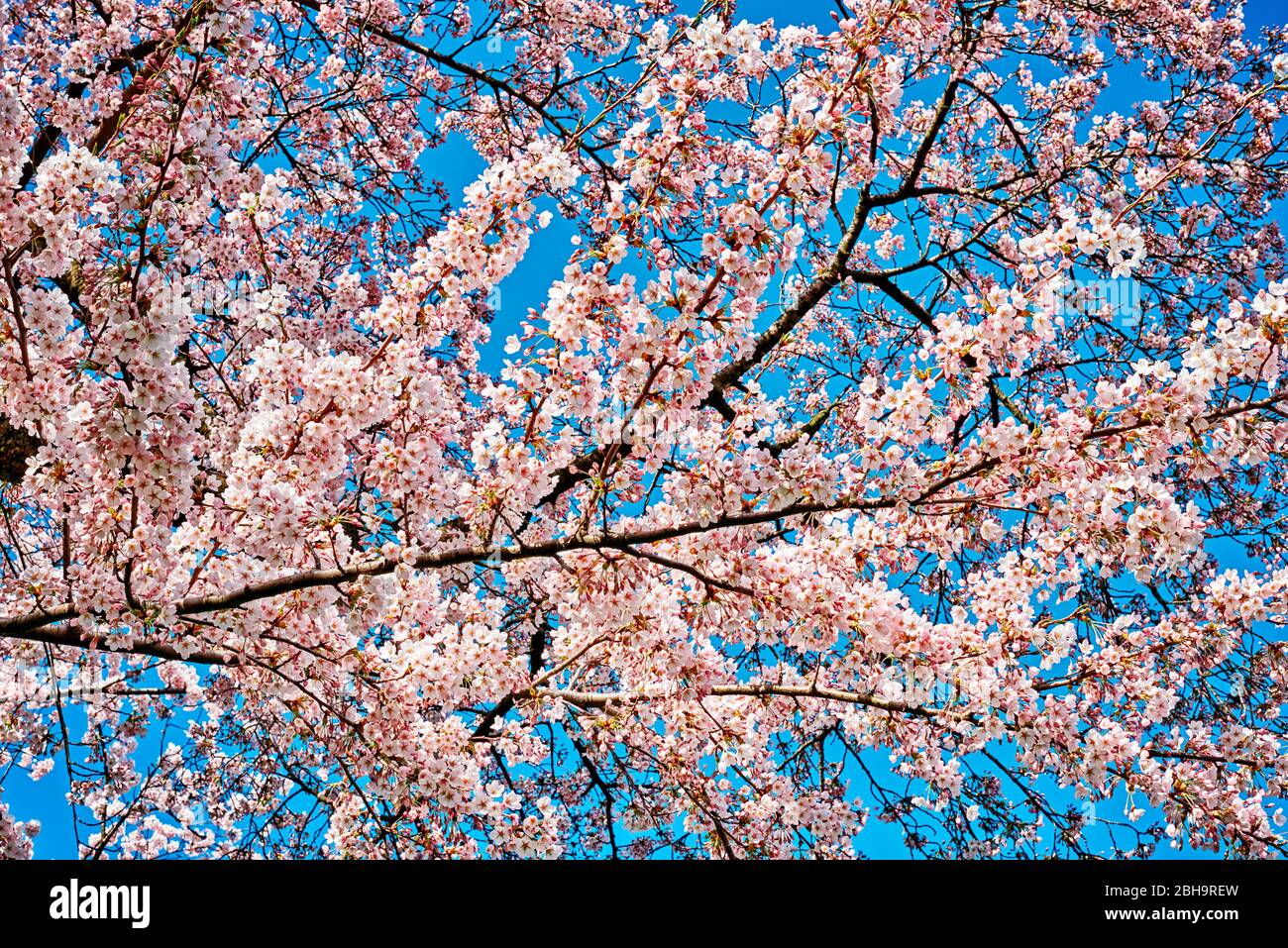 Cherry plum tree blossoming in hi-res stock photography and images - Alamy
