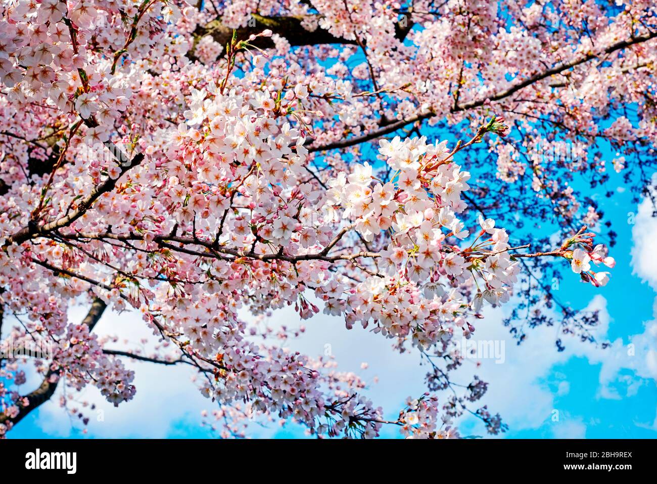 Plum flowers hi-res stock photography and images - Alamy