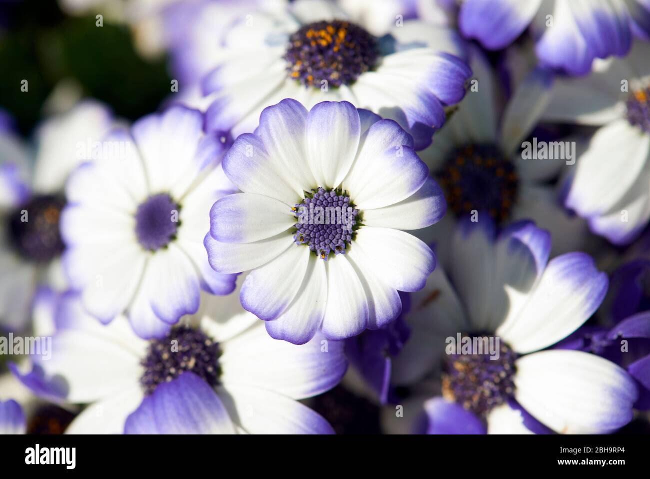 Beautiful daisy hi-res stock photography and images - Alamy