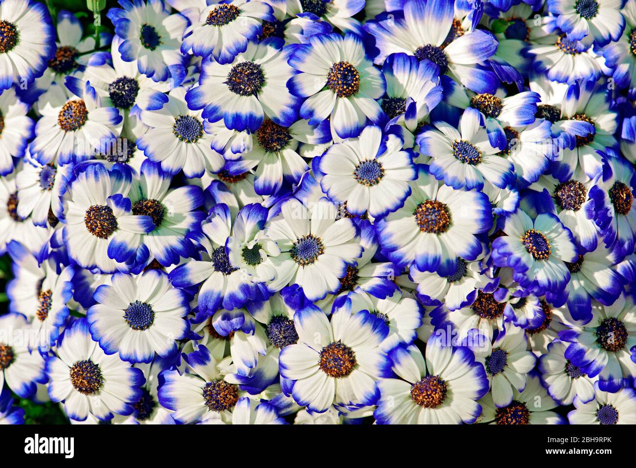Beautiful daisy hi-res stock photography and images - Alamy