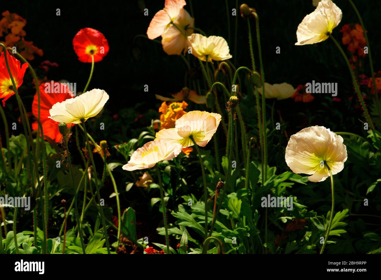 Beautiful poppies border hi-res stock photography and images - Alamy