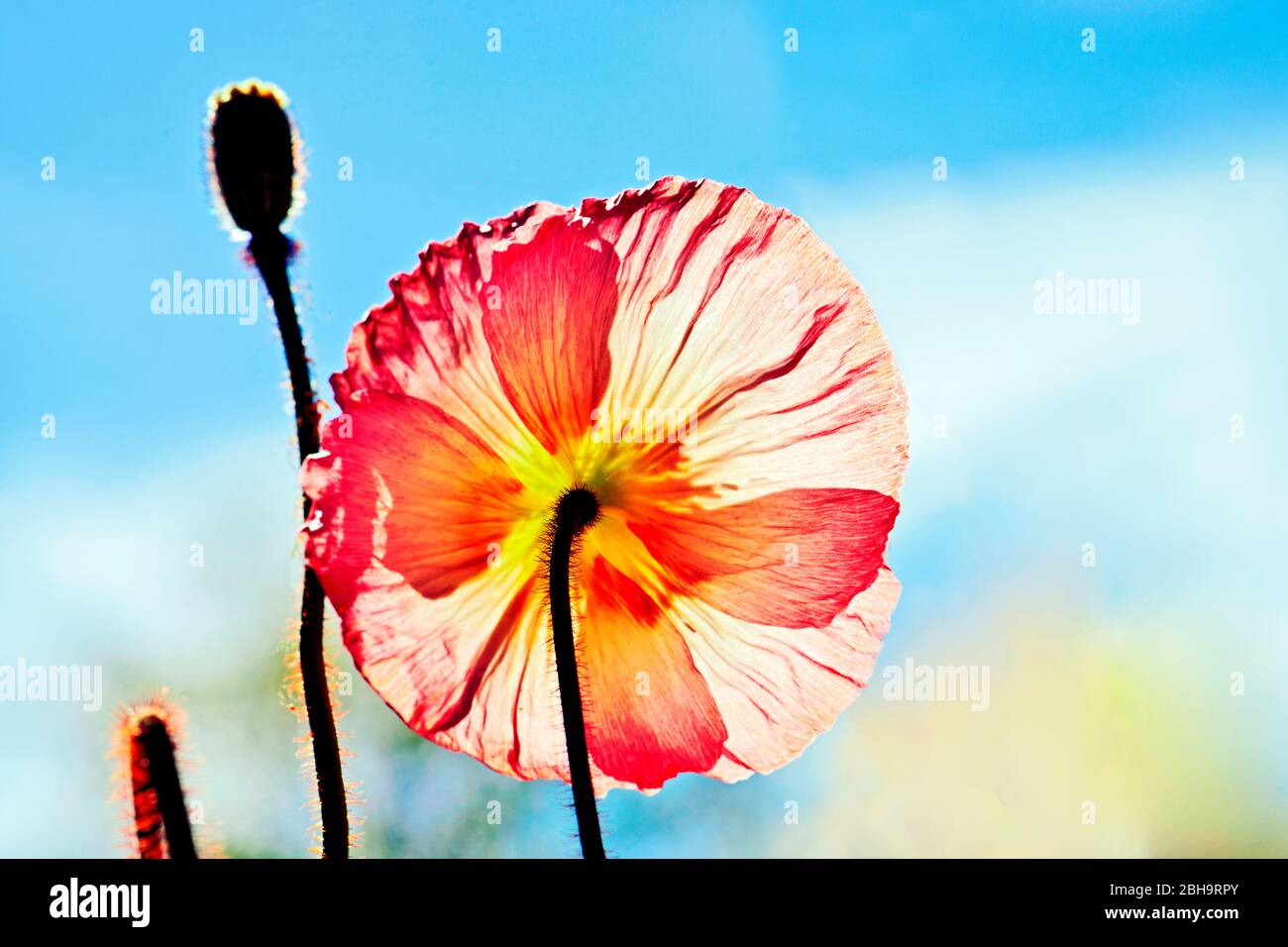 Beautiful poppies border hi-res stock photography and images - Alamy