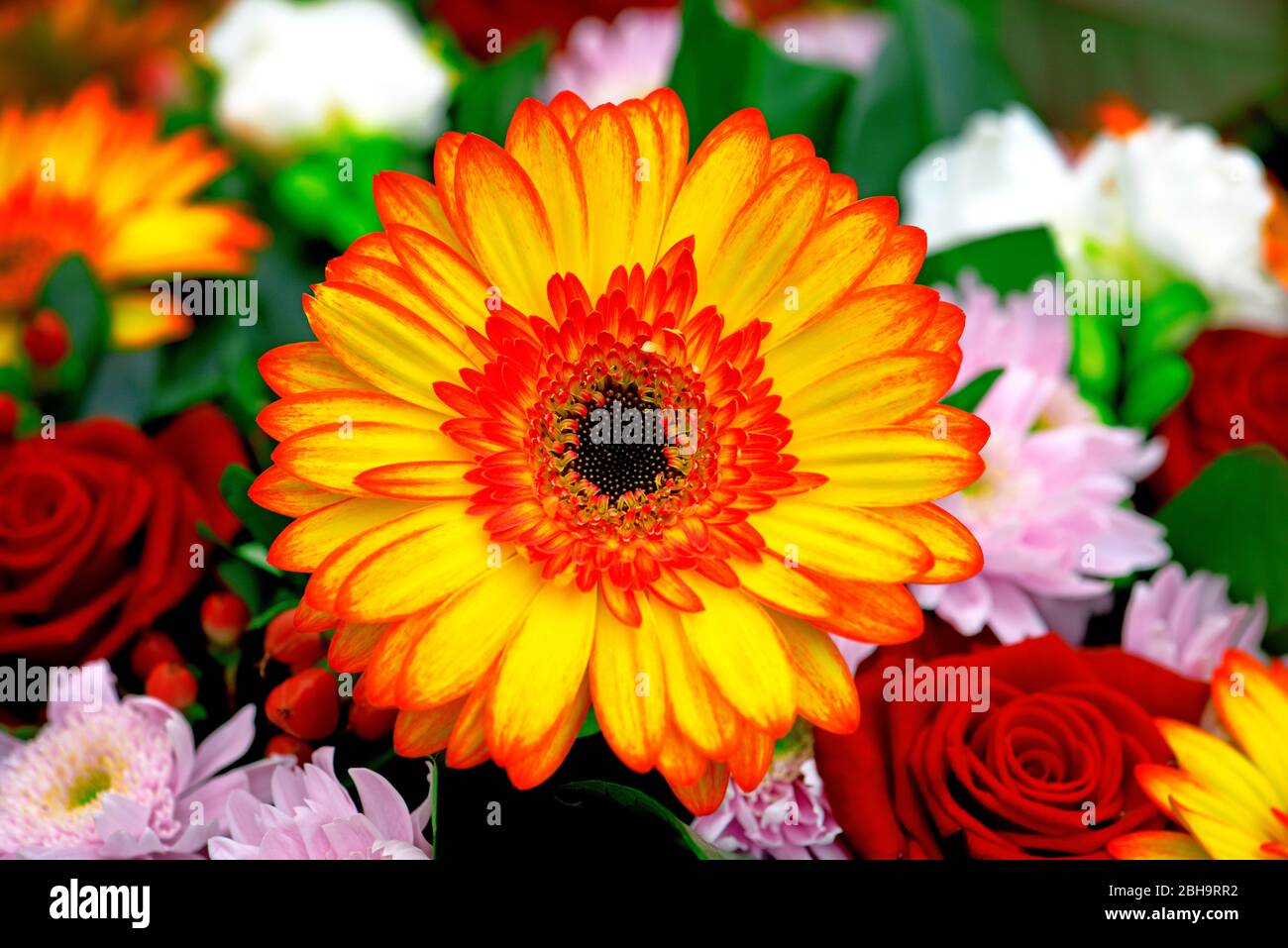 Beautiful daisy hi-res stock photography and images - Alamy