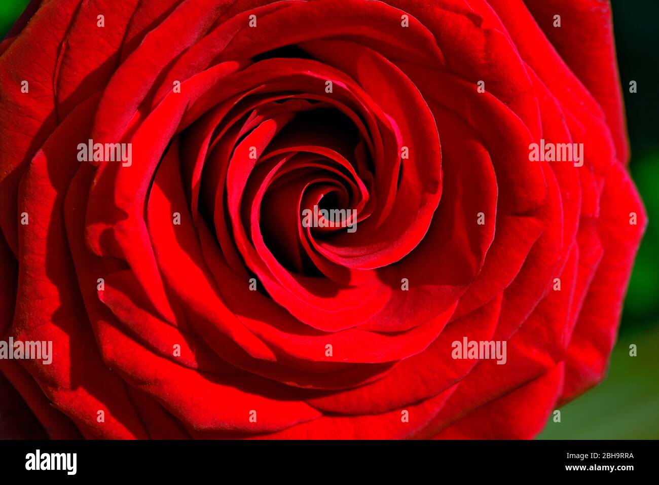 Super rose red hi-res stock photography and images - Alamy