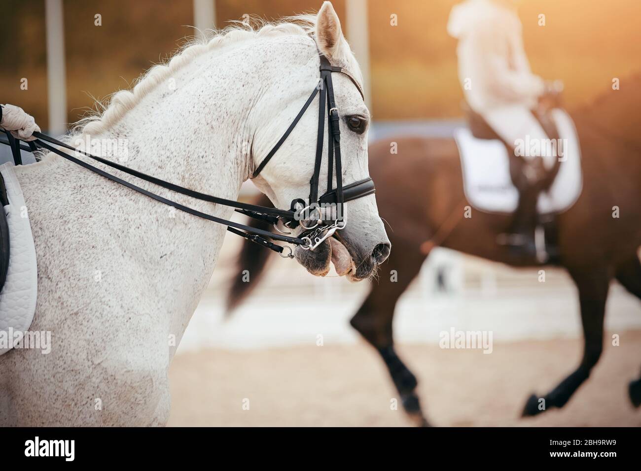 Double bridle bit hi-res stock photography and images - Alamy
