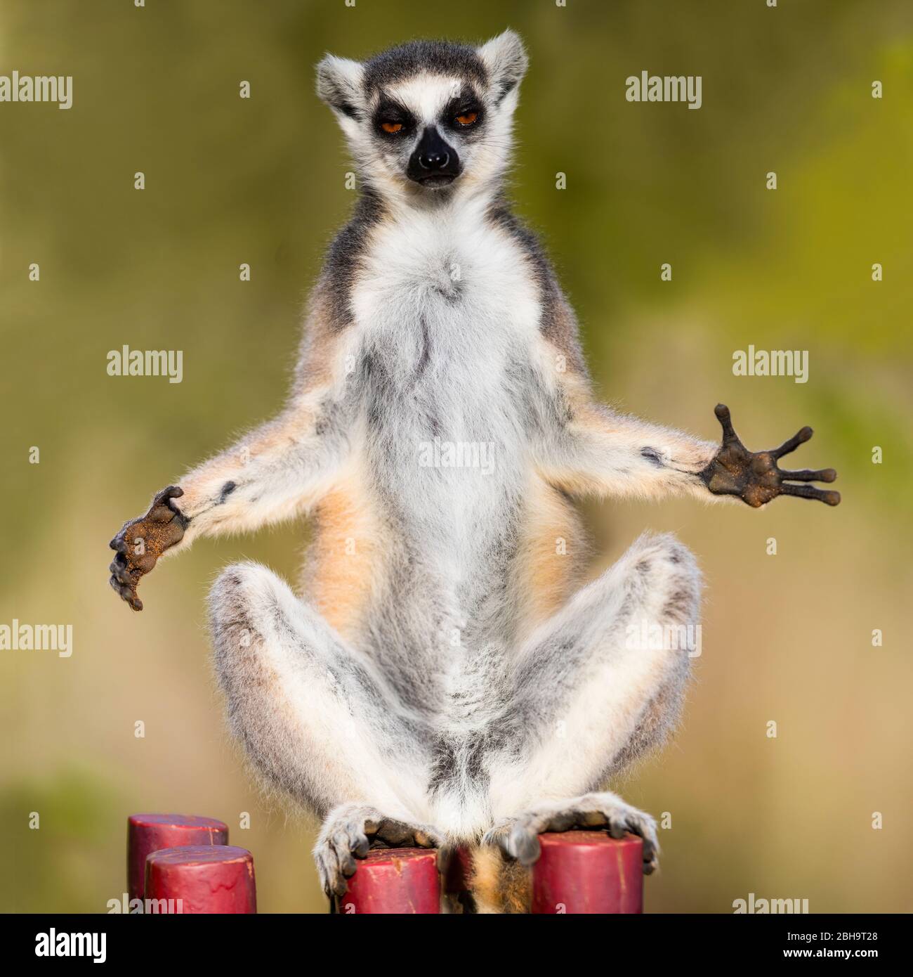 Lemur sitting up hi-res stock photography and images - Alamy