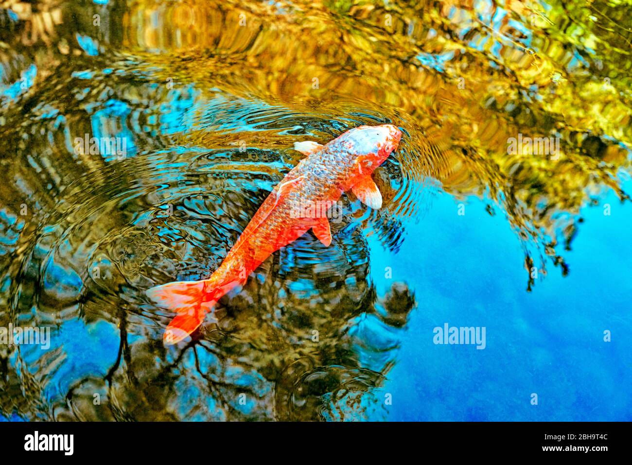 Carp fish swims underwater surface Stock Photo - Alamy
