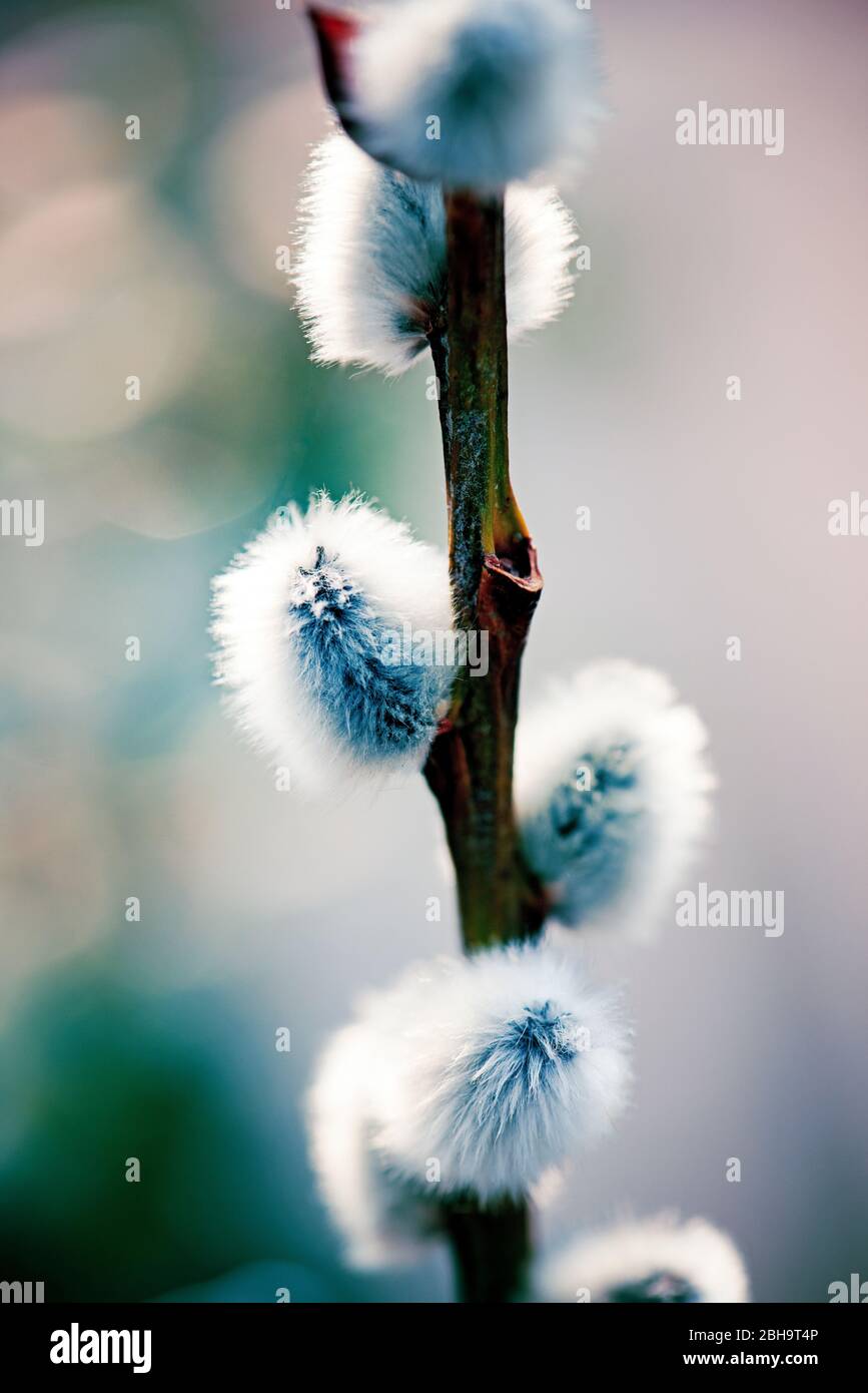 Pussy Willow Blooming In Spring Close Up Stock Photo Alamy