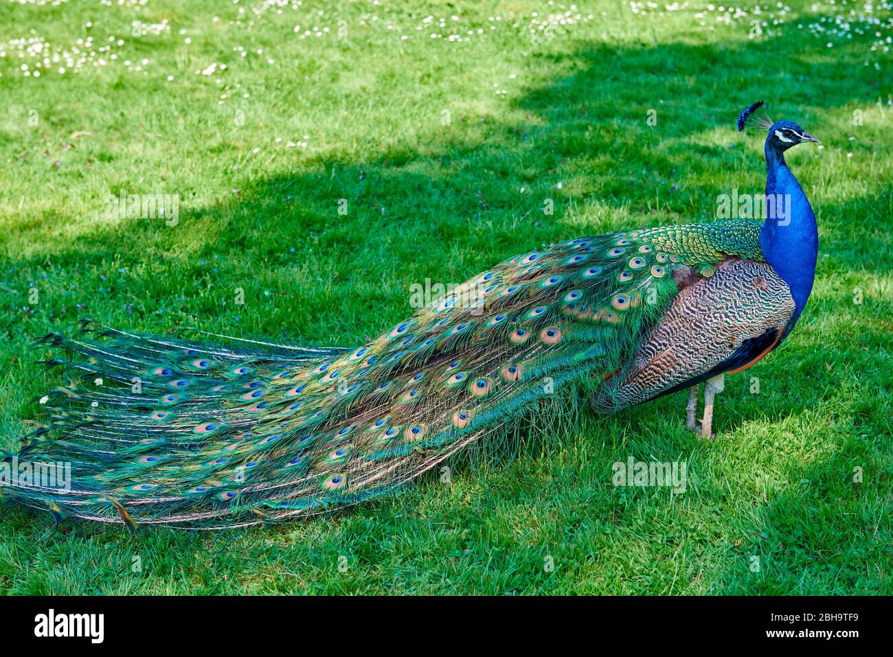 Peafowl colors hi-res stock photography and images - Alamy