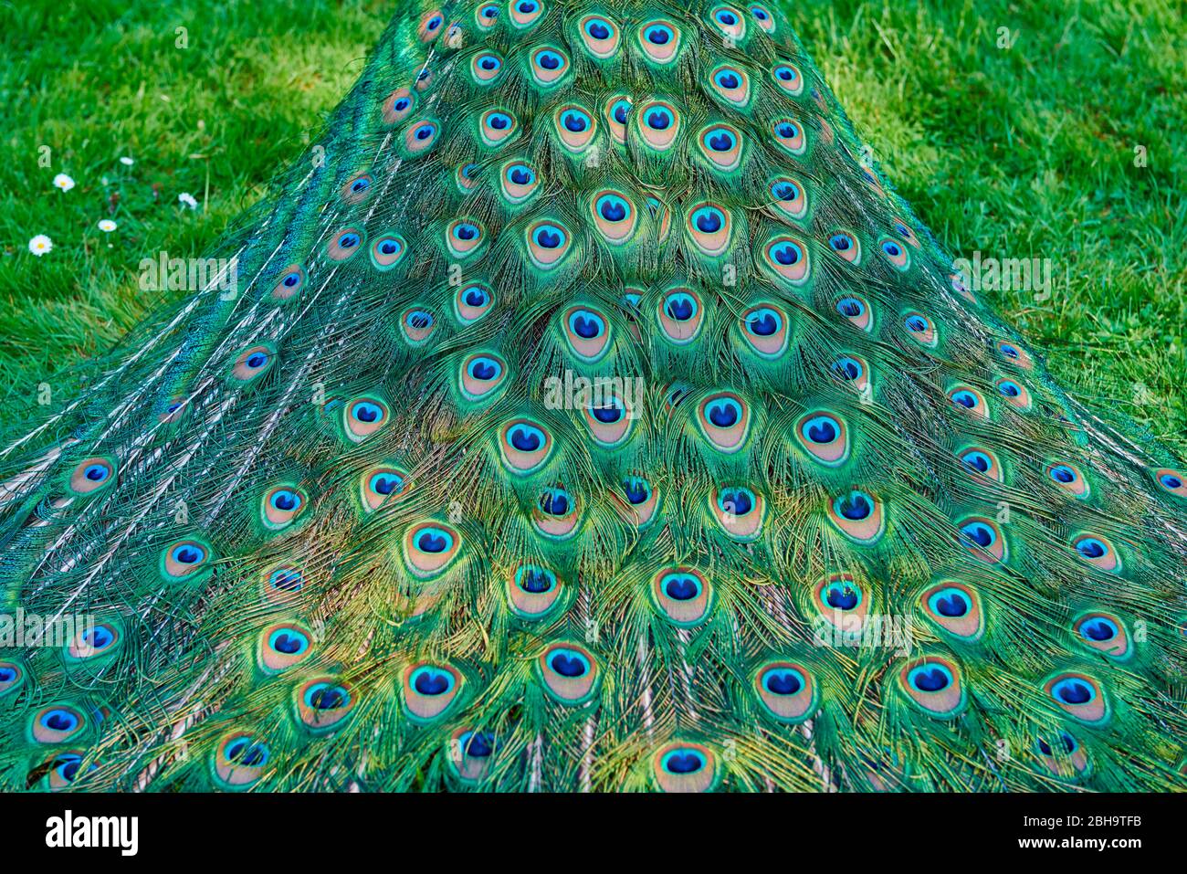Peafowl colors hi-res stock photography and images - Alamy