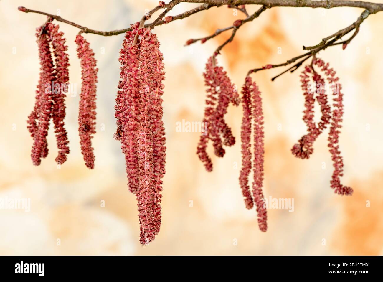 Pollen and inflorescence of a hazelnut shrub Stock Photo - Alamy