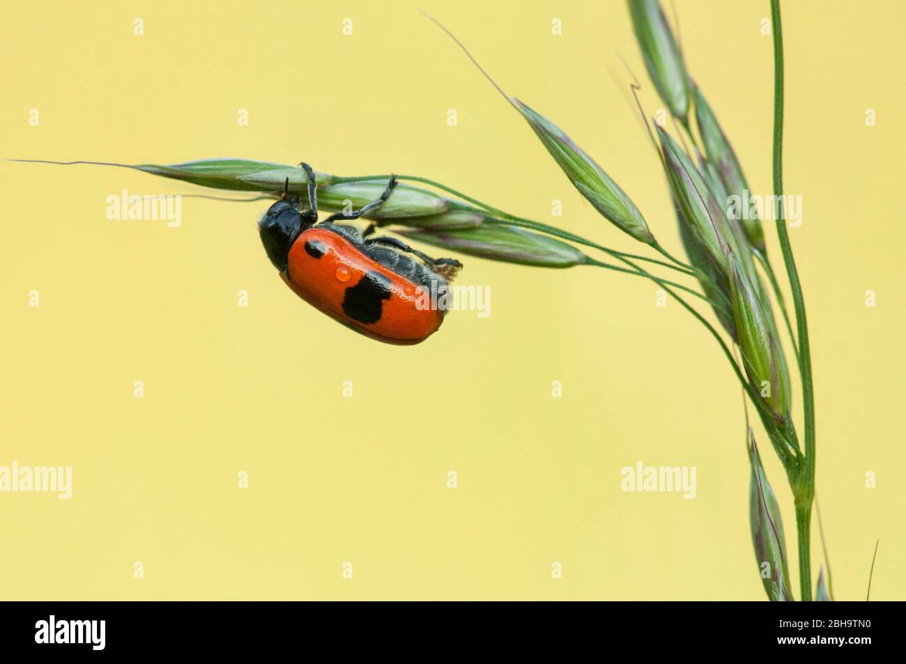 Ants sack beetle, Clytra laeviuscula, at a stalk, Berlin, Germany Stock ...