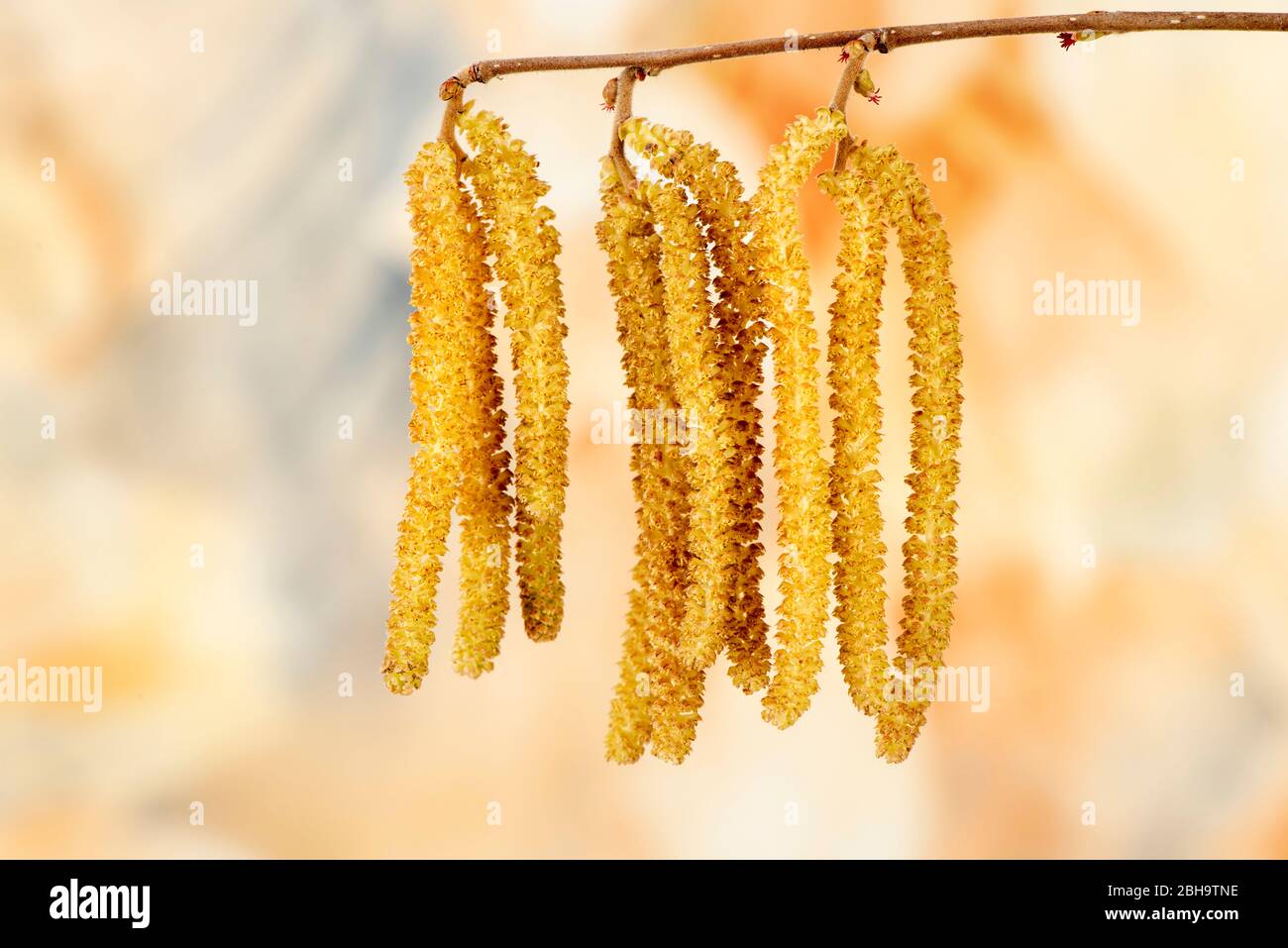 Pollen and inflorescence of a hazelnut shrub Stock Photo - Alamy