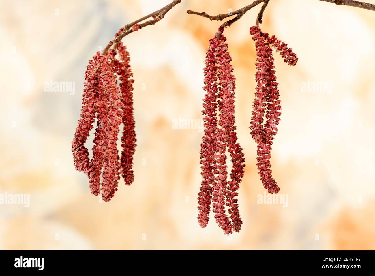 Pollen and inflorescence of a hazelnut shrub Stock Photo - Alamy
