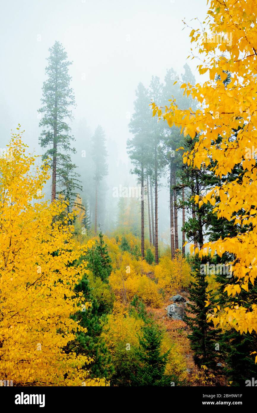 Forest trees fog autumn hi-res stock photography and images - Alamy
