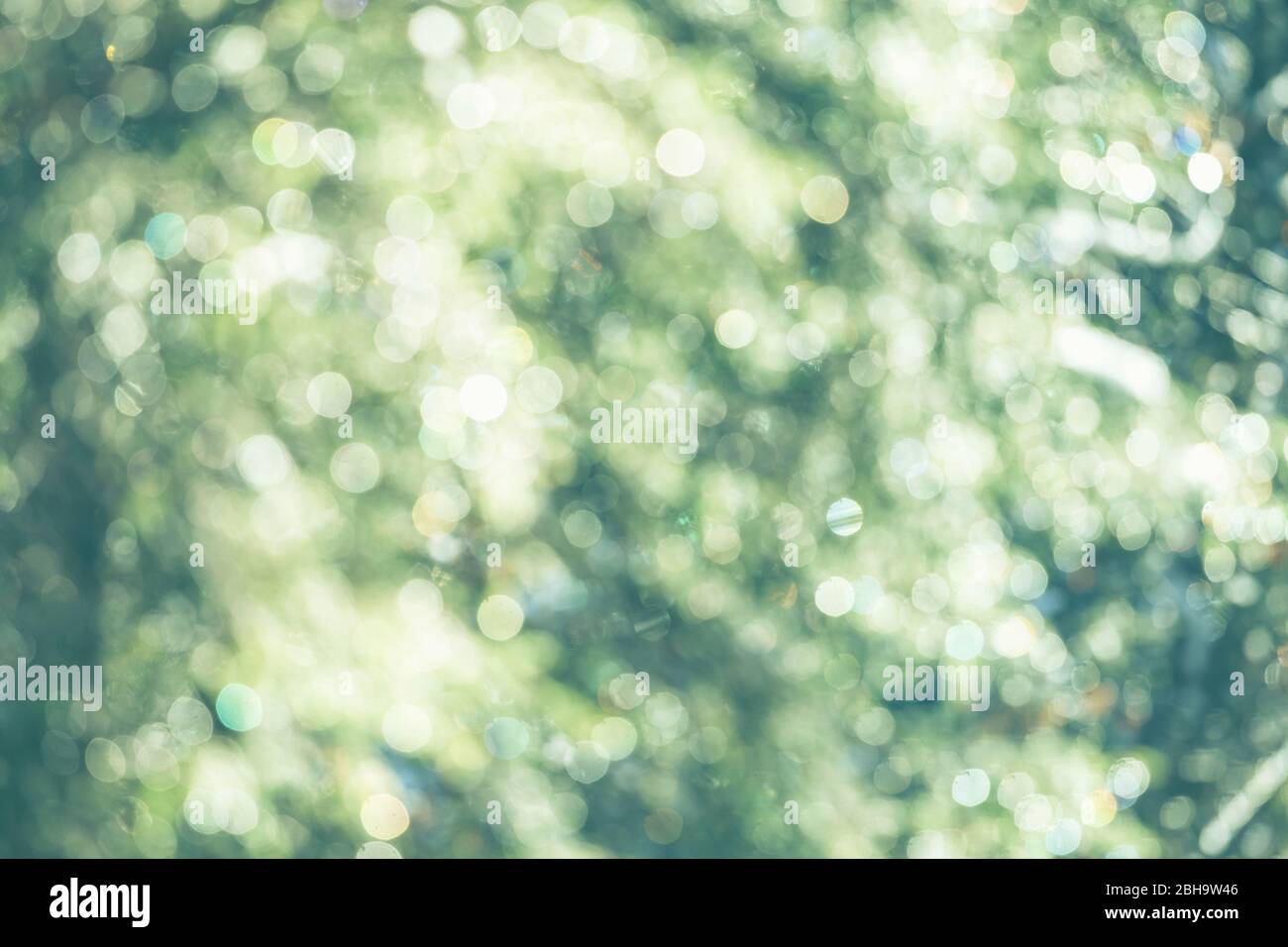 Glistening drops on the trees in the forest in the back light Stock ...