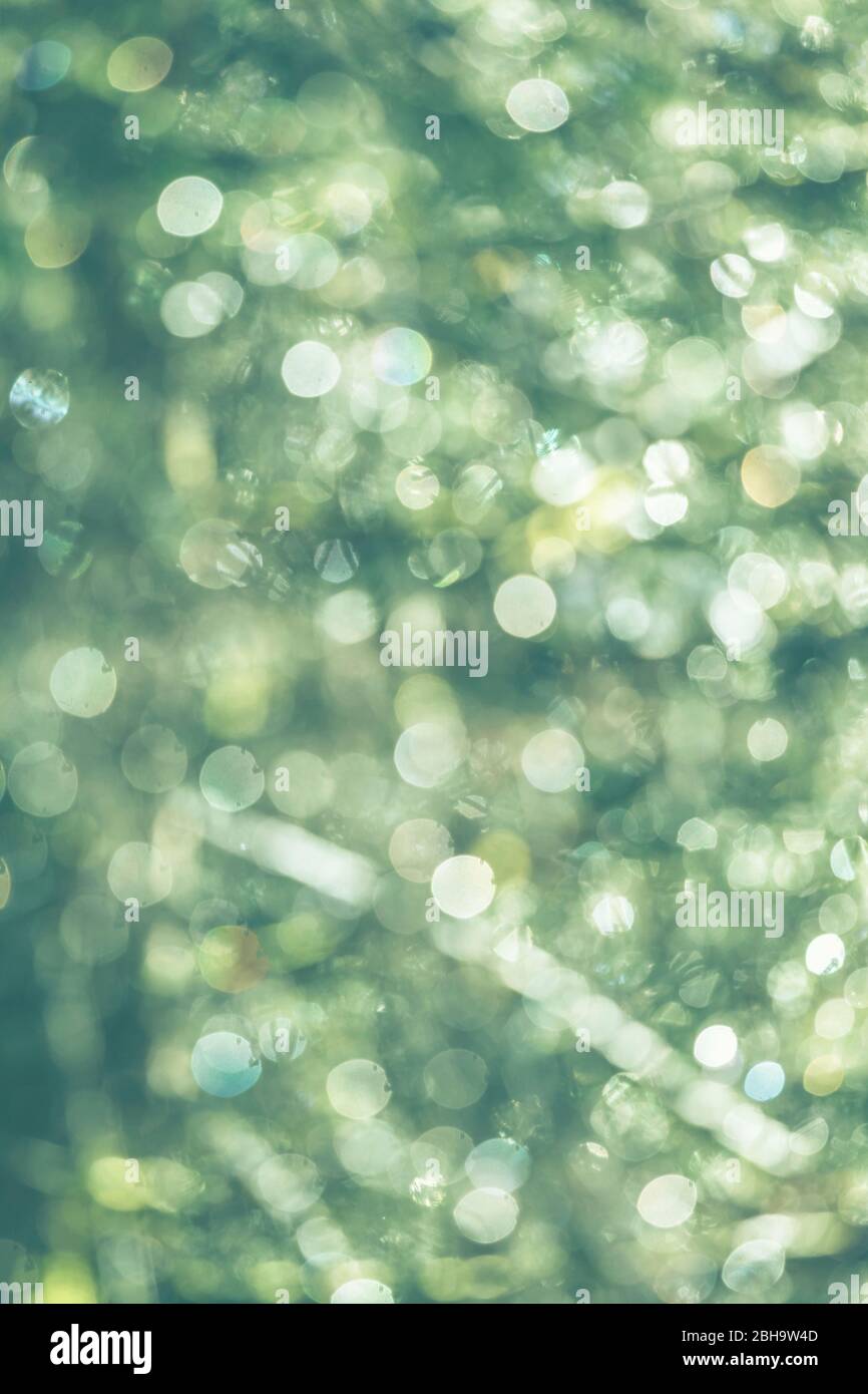 Glistening drops on the trees in the forest in the back light Stock ...