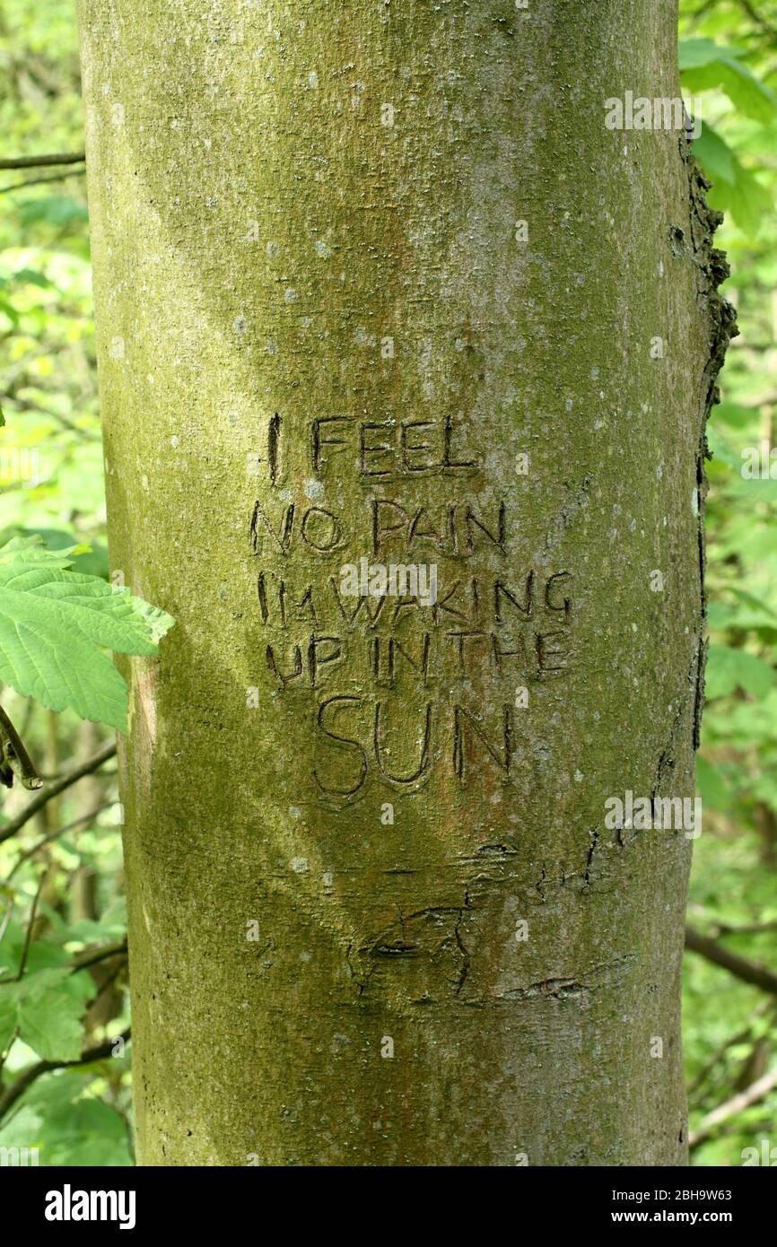 positivity meme carved on a tree Stock Photo - Alamy