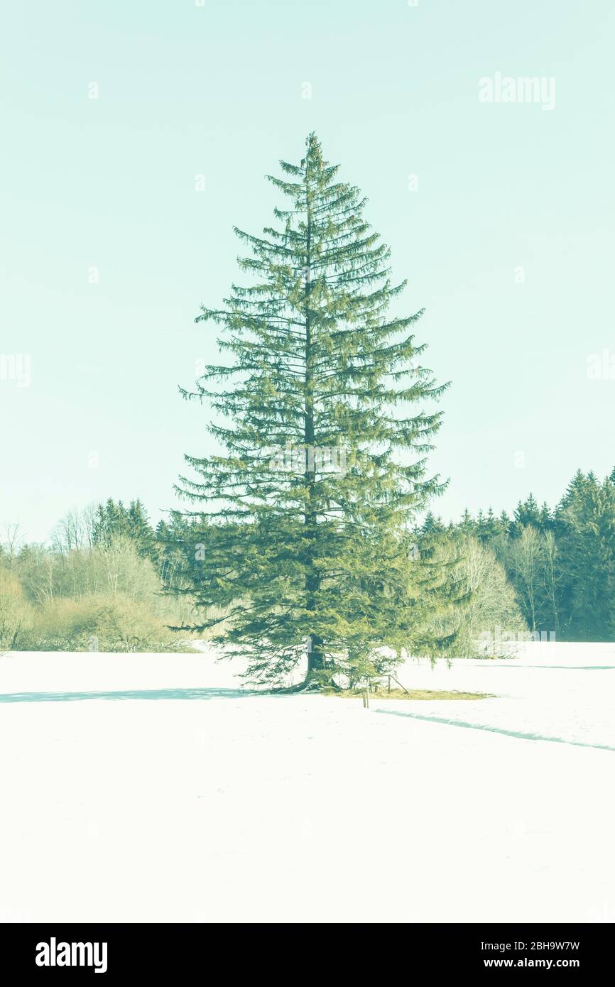 Silhouette forest single pine tree hi-res stock photography and images ...