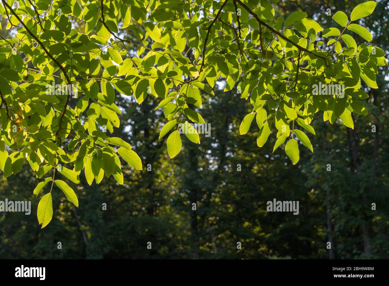Walnut tree autumn hi-res stock photography and images - Alamy