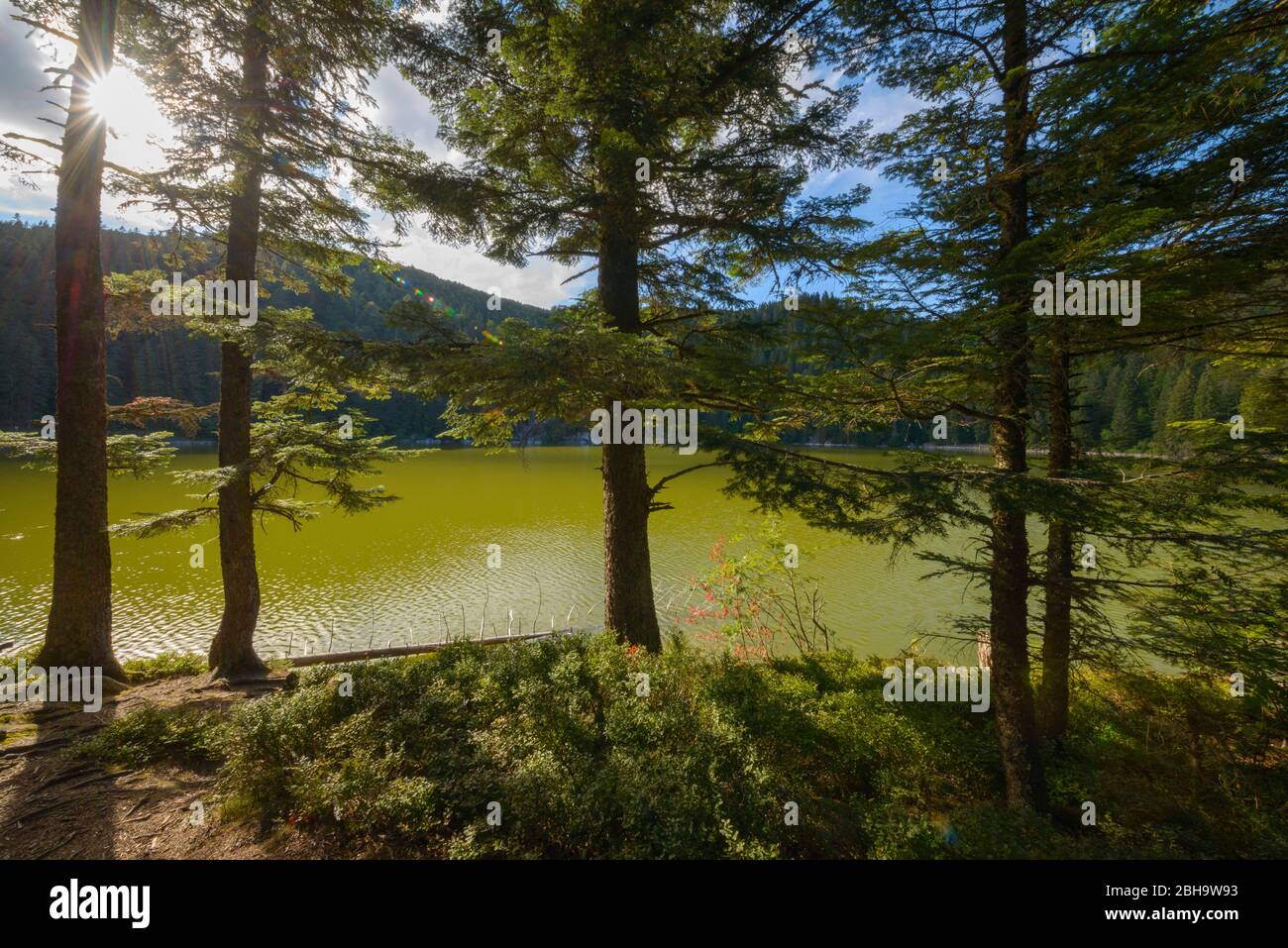 Lac Vert France High Resolution Stock Photography and Images - Alamy