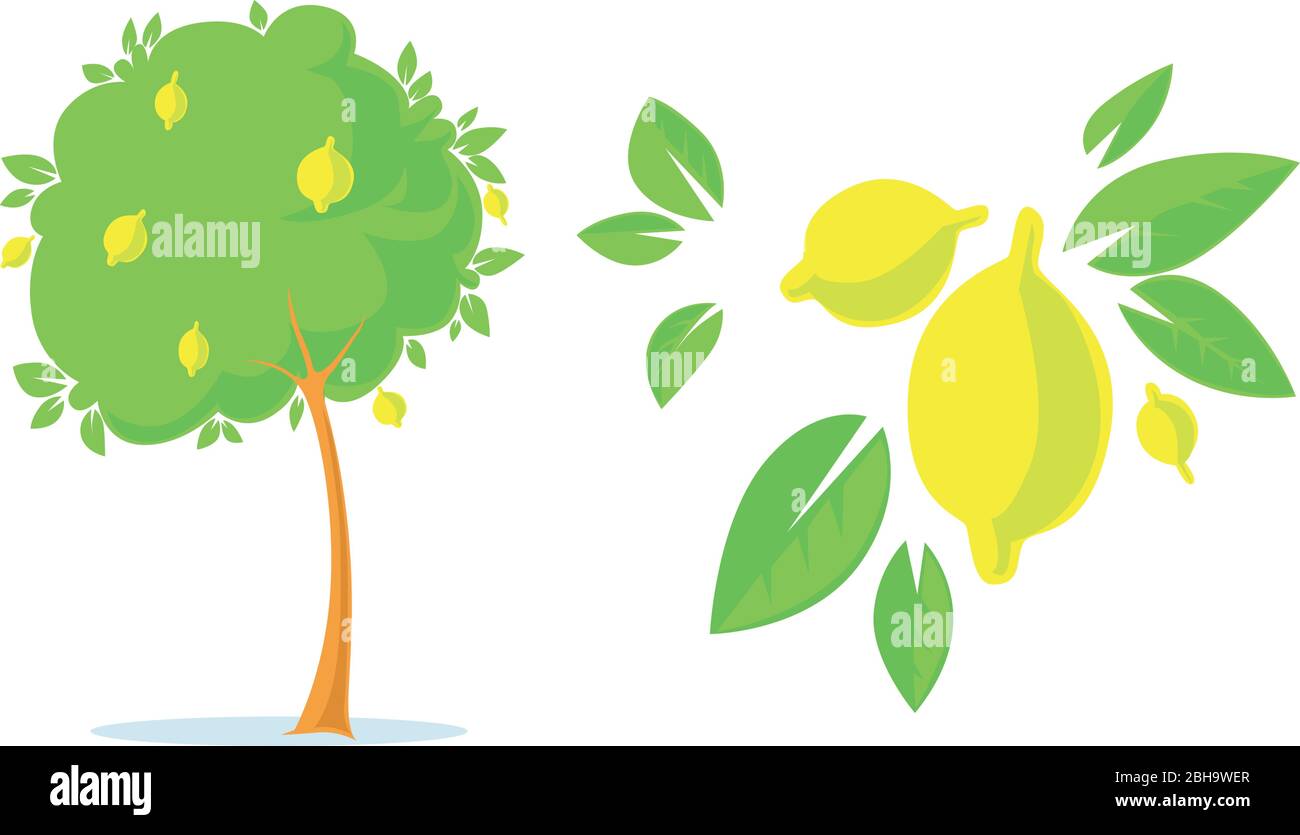 Lemon Tree with Lemon Flat Fresh Design with Citrus - Vector ...