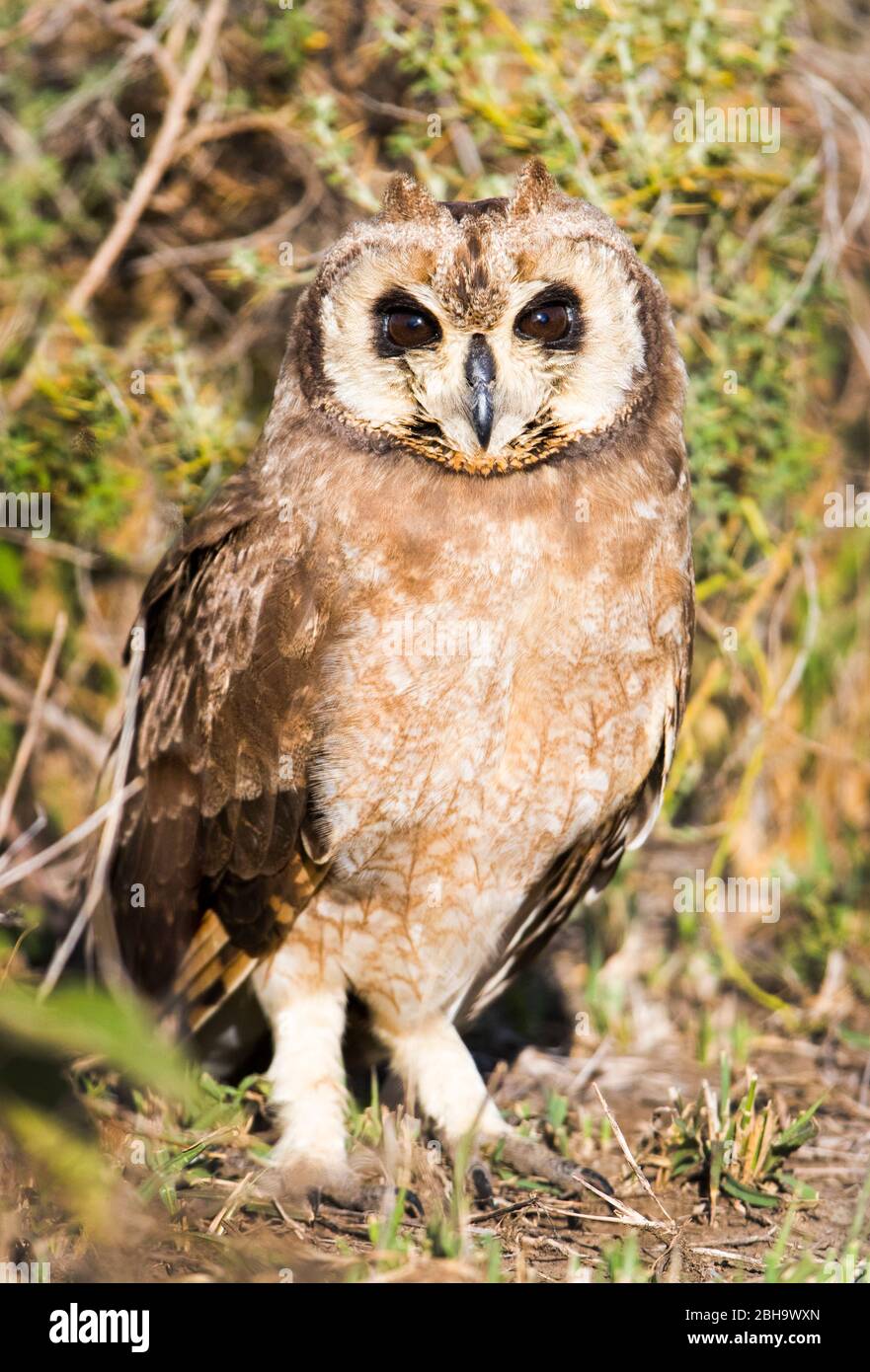 Close up of Marsh owl (Asio capensis), Ngorongoro Conservation Area ...