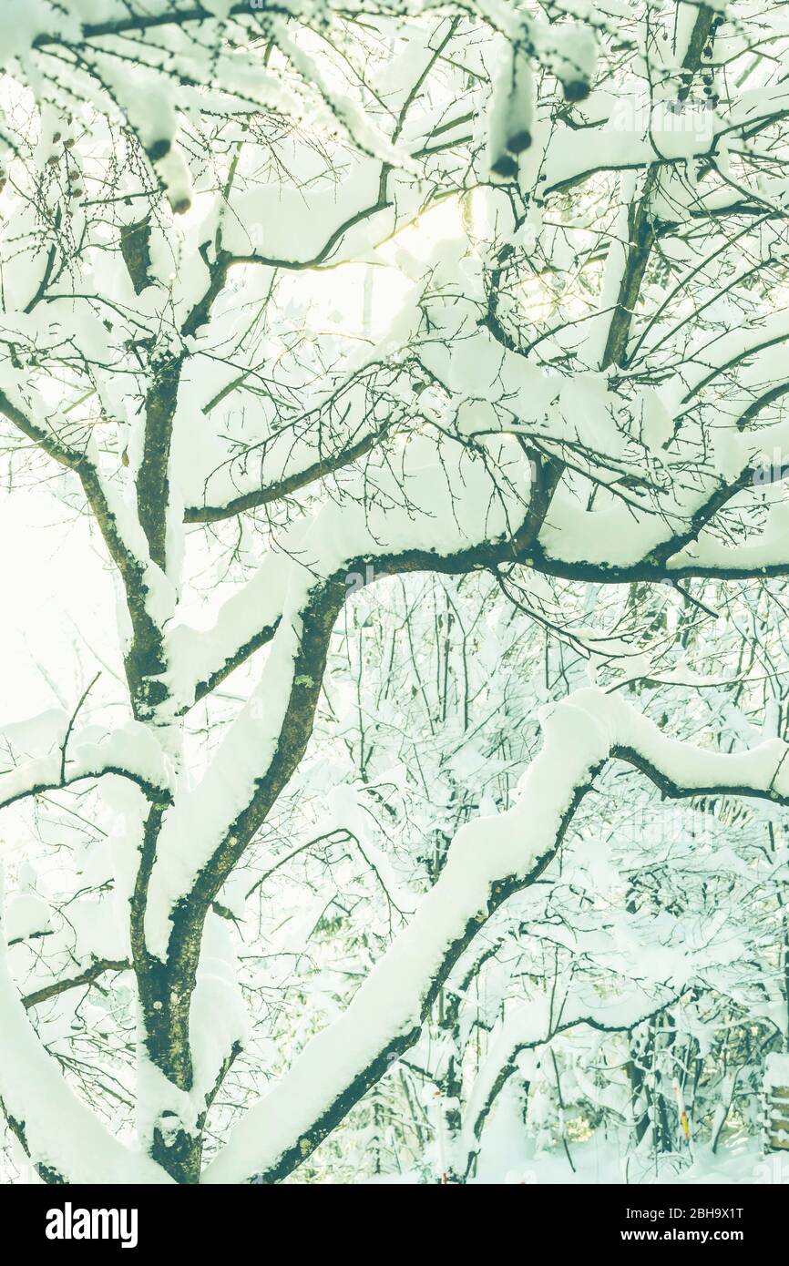 Backlit trees snow hi-res stock photography and images - Alamy