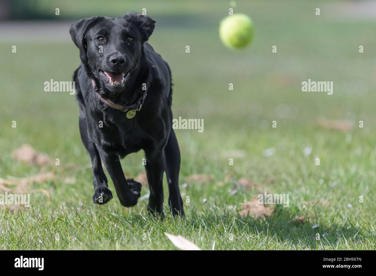 Close up of a black Labrador puppy chasing a tenis ball in mid air ...