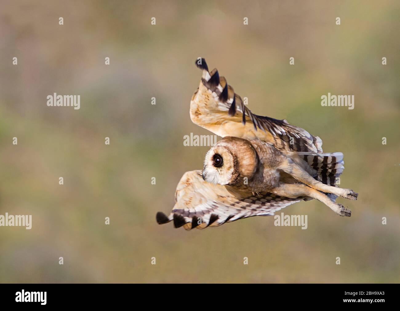 Flying with animals hi-res stock photography and images - Alamy