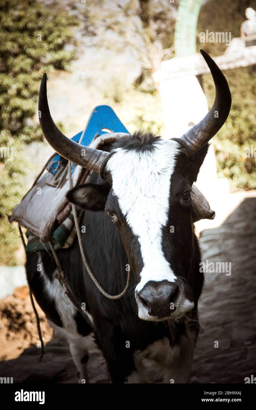 Nepal cattle, Nak Stock Photo - Alamy