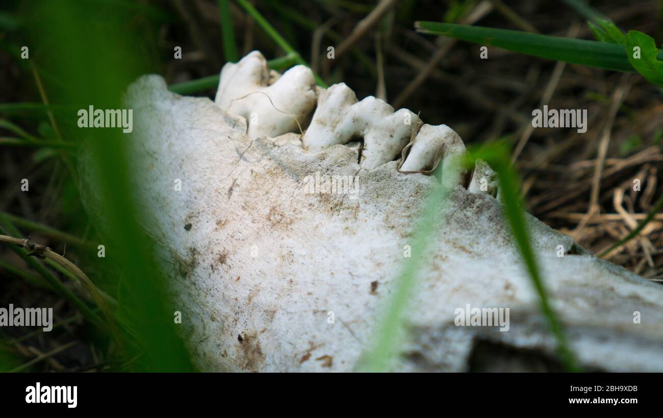 Animal teeth in a skeletal jawbone Stock Photo - Alamy
