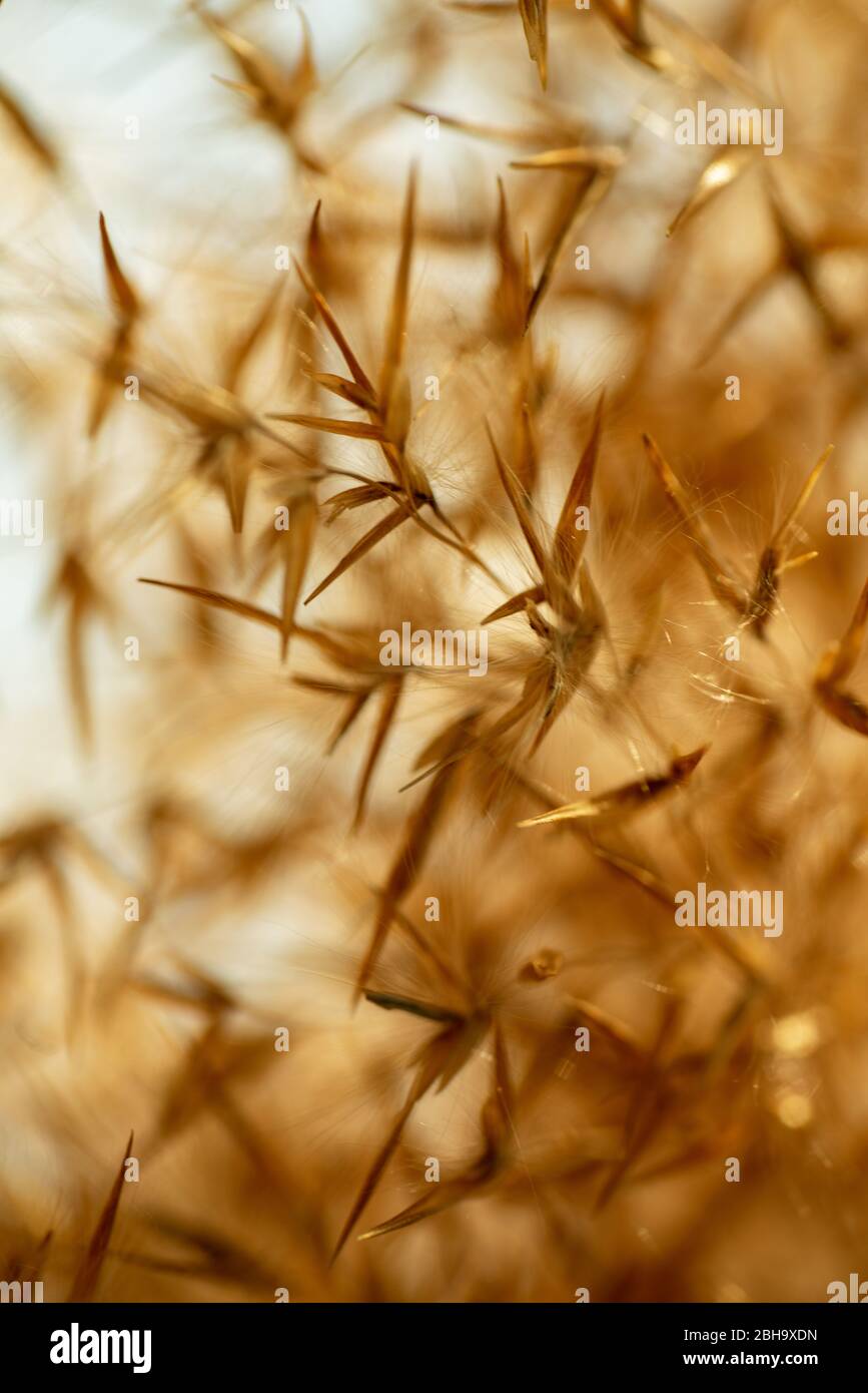 Reed frame hi-res stock photography and images - Alamy