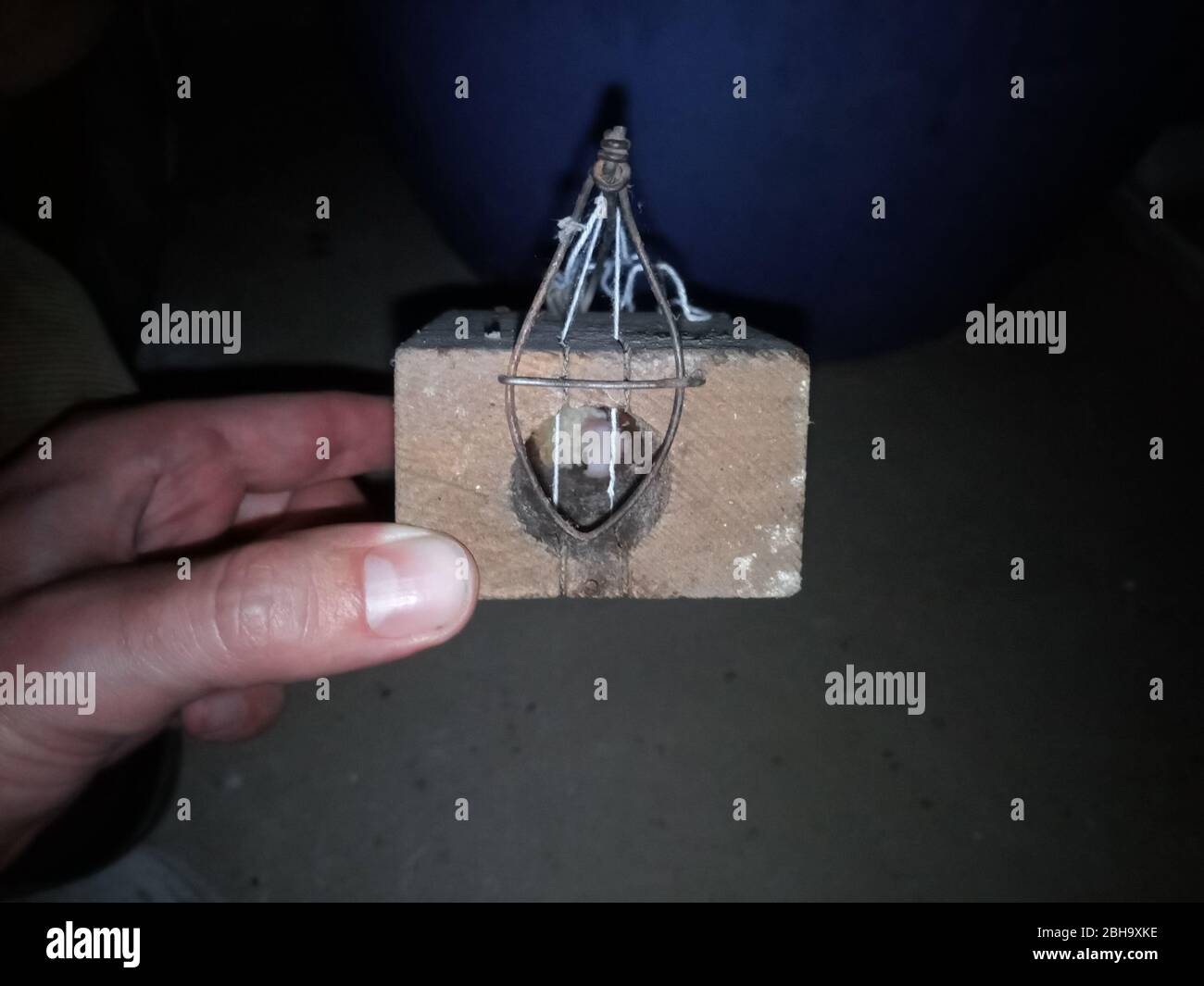 Disgusting mouse hi-res stock photography and images - Alamy