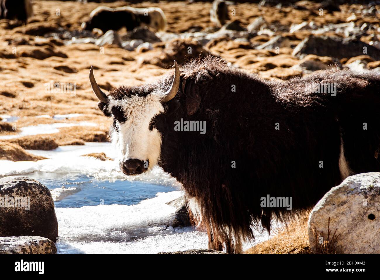 Young yak, Nepal cattle Stock Photo - Alamy