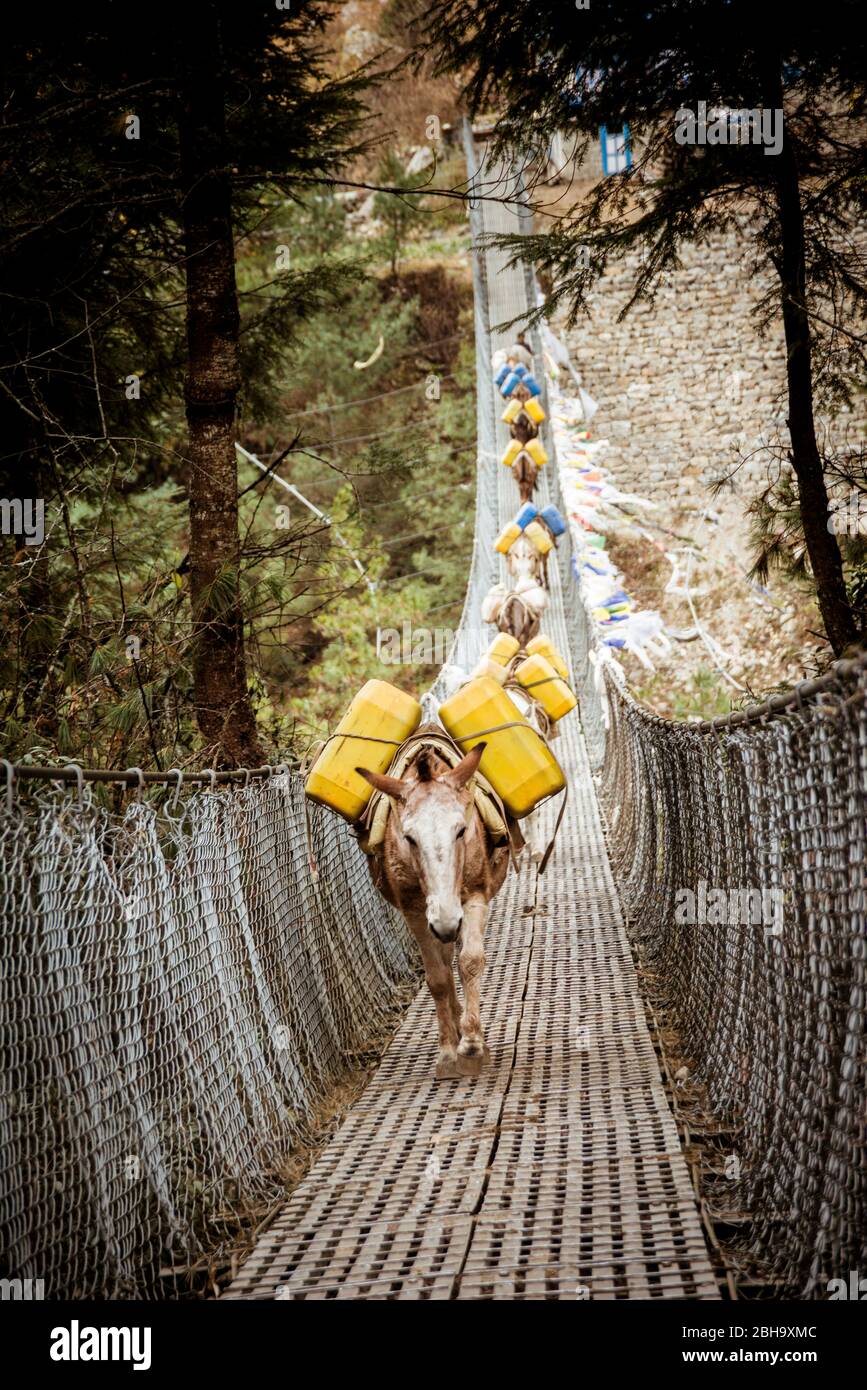 Donkey trek on suspension bridge, donkey, transport donkey Stock Photo ...