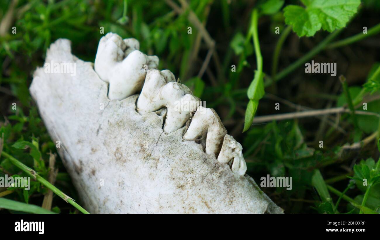 Close up view of animal teeth in a skeletal jawbone. Wear patterns on ...