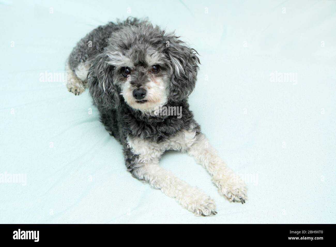 The cute crossbreed of shi tzu and poodle looking shy and obedient ...