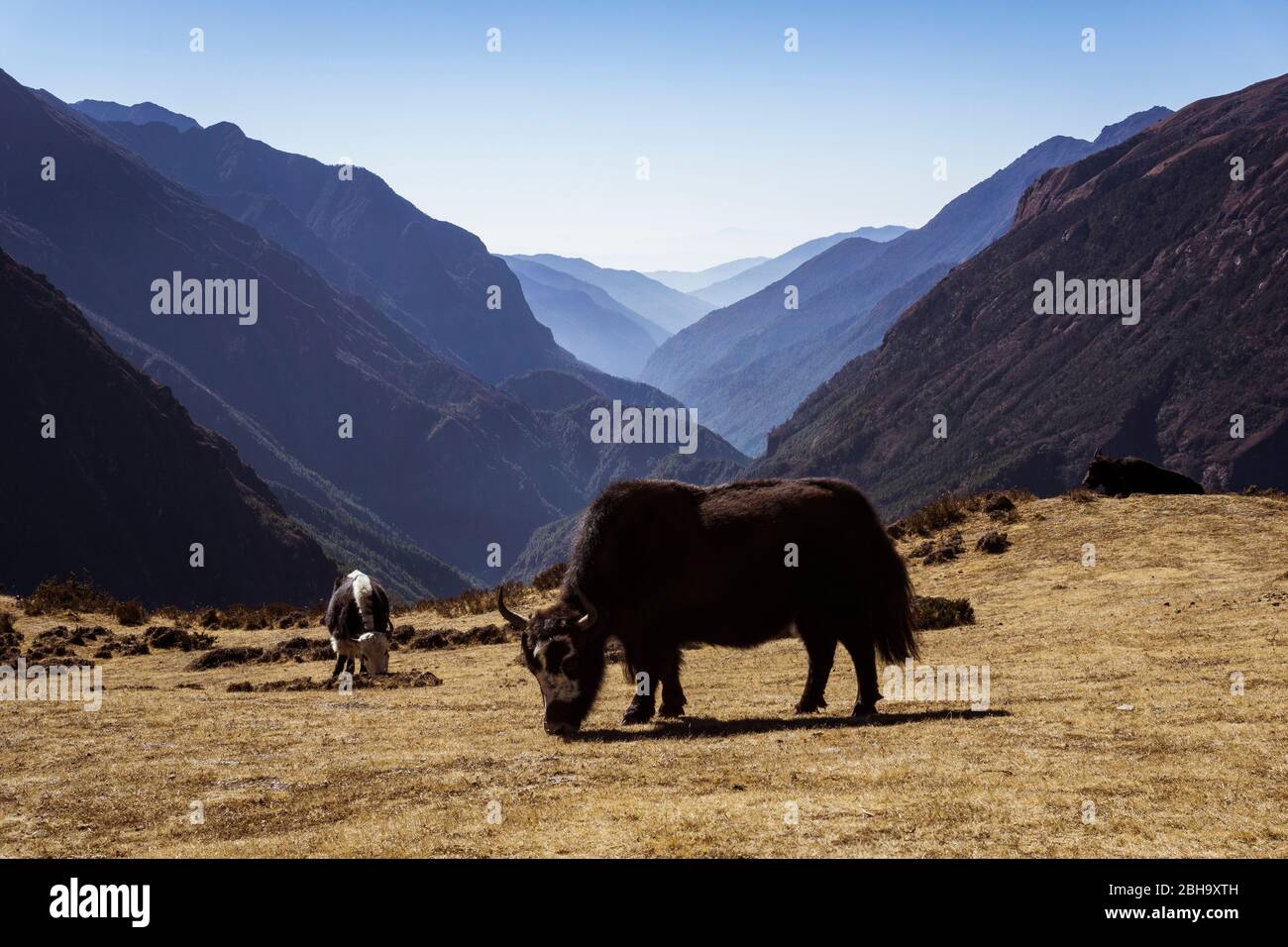 Two nepal cattle hi-res stock photography and images - Alamy