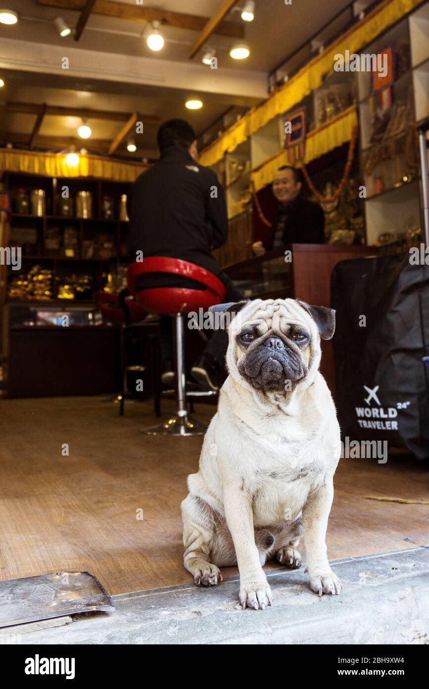 Pug at the entrance of a bar, dog as doorman Stock Photo - Alamy