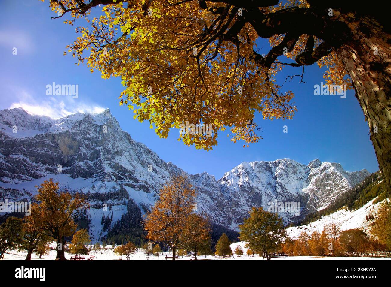 Great maple tree hi-res stock photography and images - Alamy