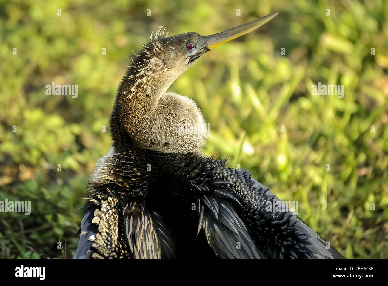 Anhinga anhinga hi-res stock photography and images - Alamy