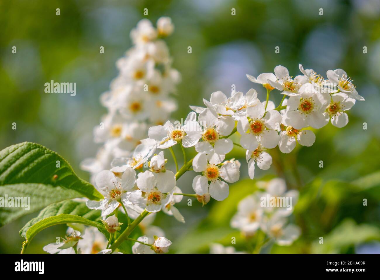 White flowering shrub in spring Stock Photo - Alamy