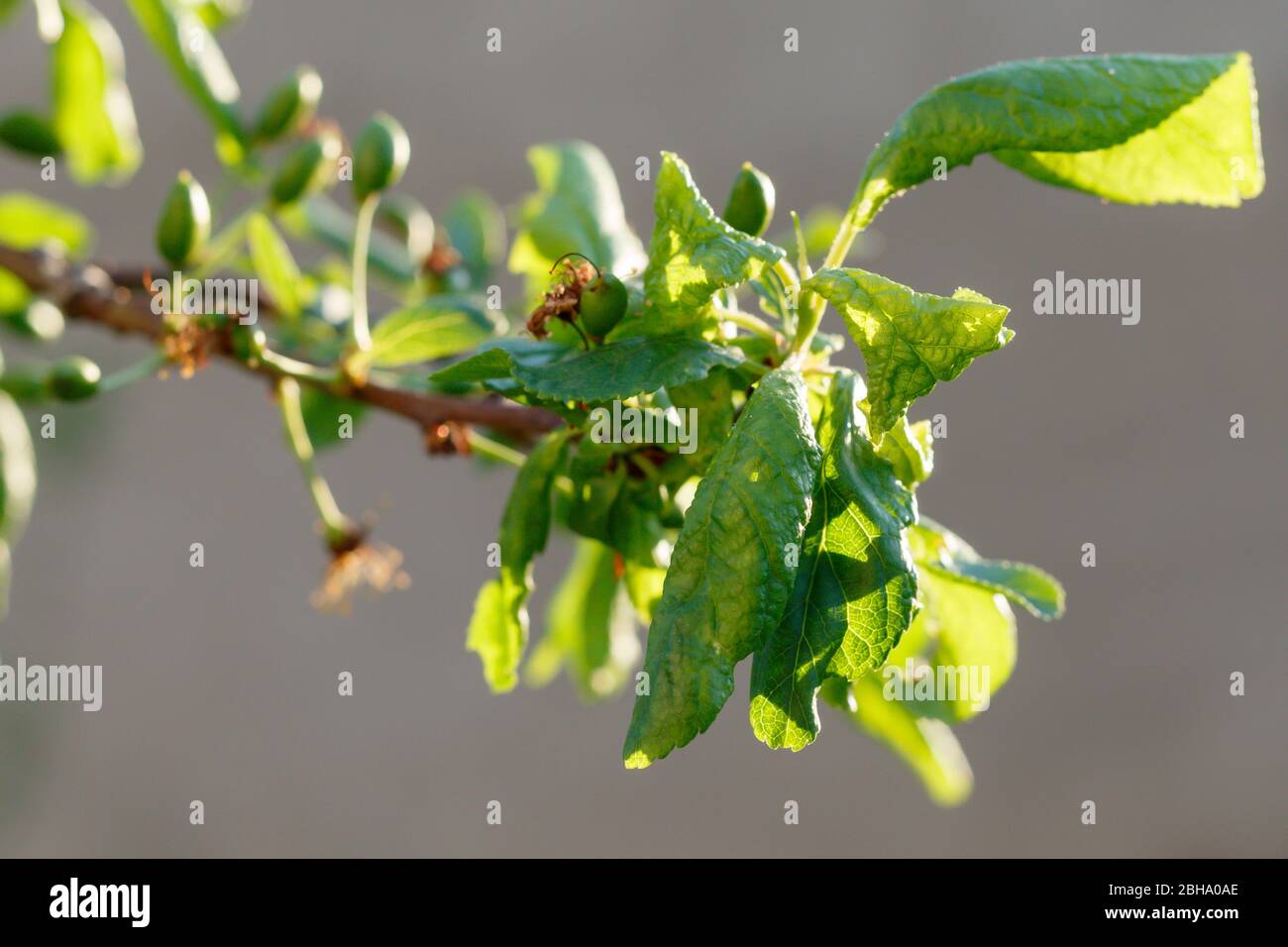 Plum Branch With Wrinkled Leaves Affected by Disease Stock Photo - Alamy