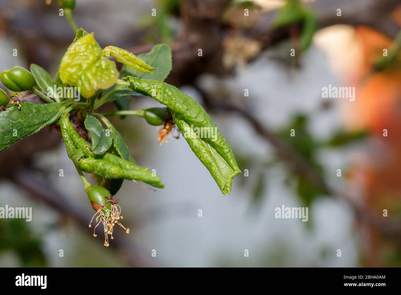 Plum Branch With Wrinkled Leaves Affected by Disease Stock Photo - Alamy