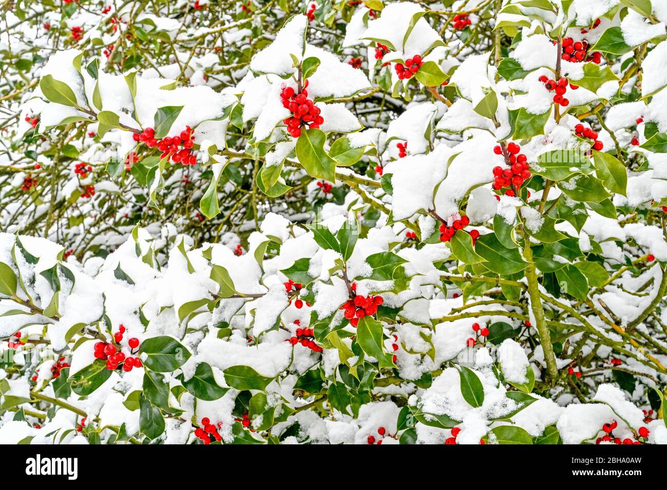 Snow on holly bush with red berries Stock Photo - Alamy