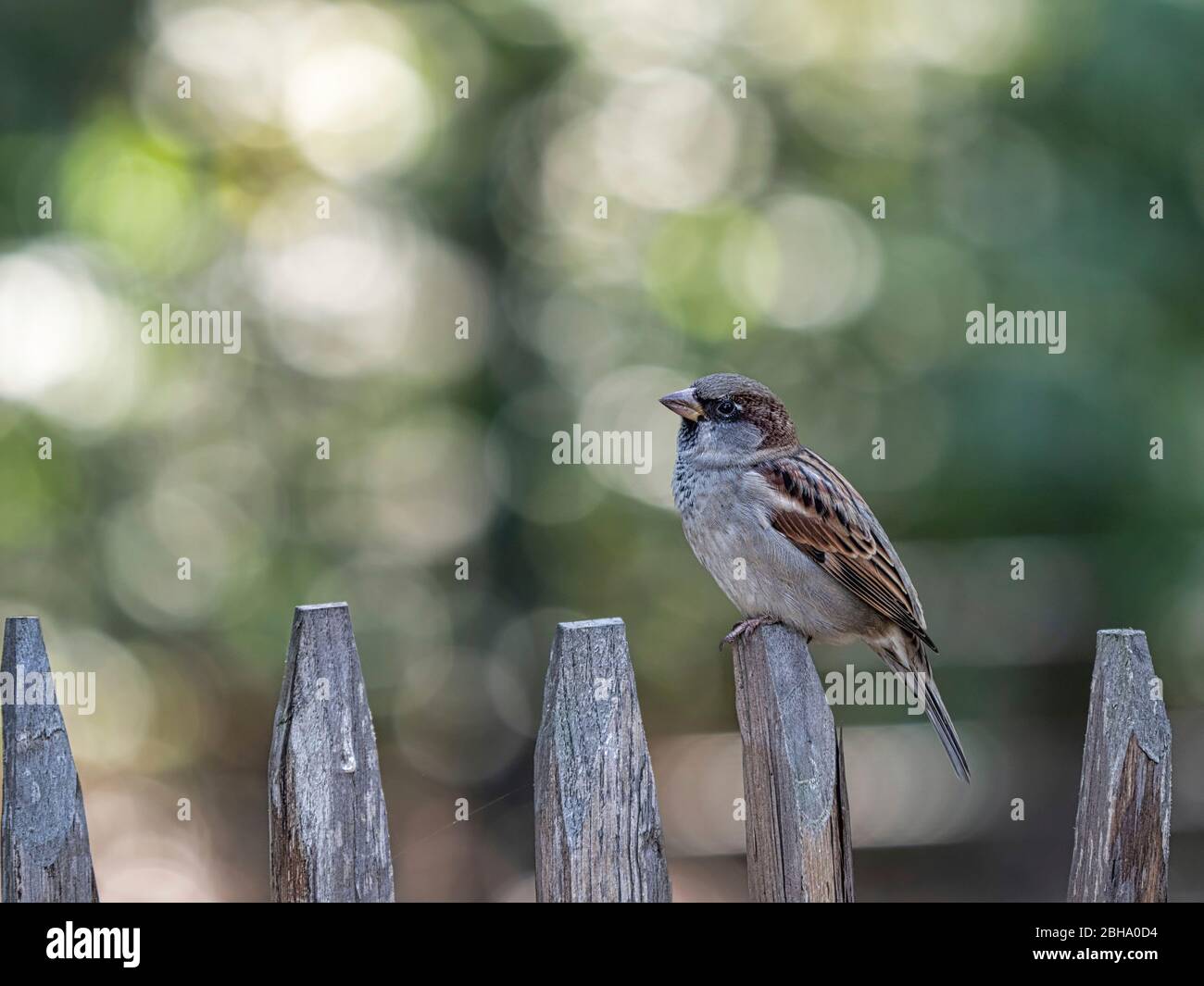 English sparrow hi-res stock photography and images - Alamy